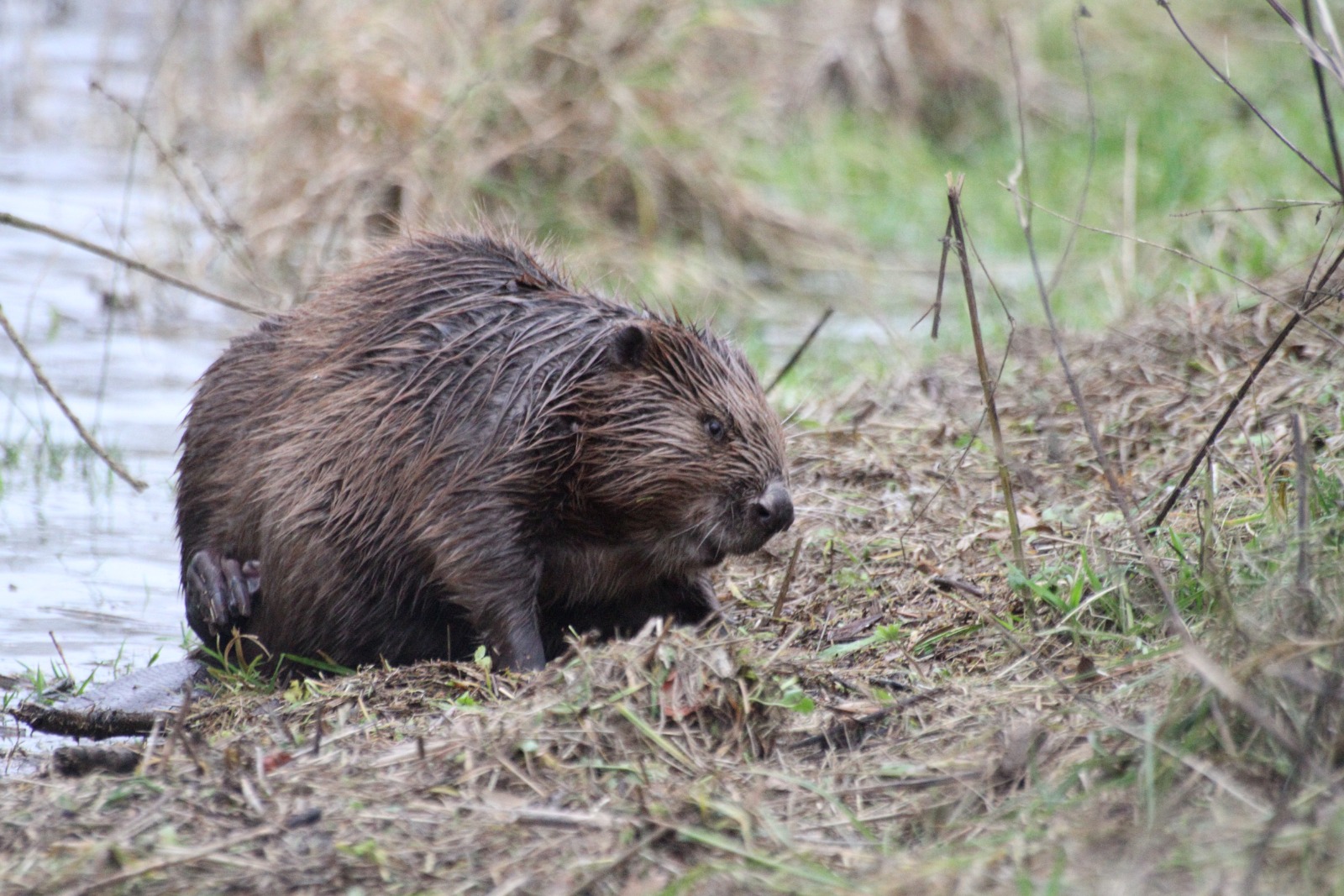 Idee om bevers in IJsseldijk te weren: maak hoogwatervluchtplaatsen ...